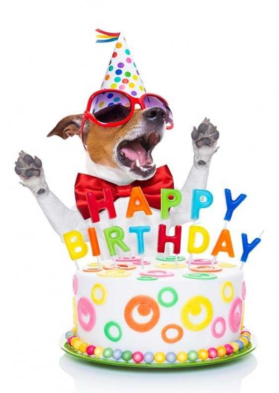 55 Happy Funny Birthday Images & Funny Birthday Pictures – DailyFunnyQuote