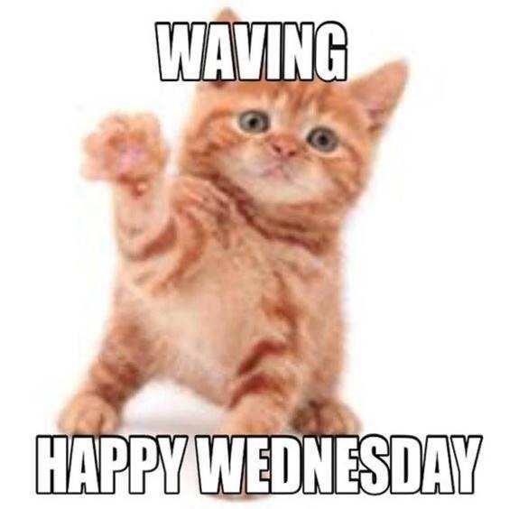 65 Craziest Funny Wednesday Memes to Make Brighten Your day ...