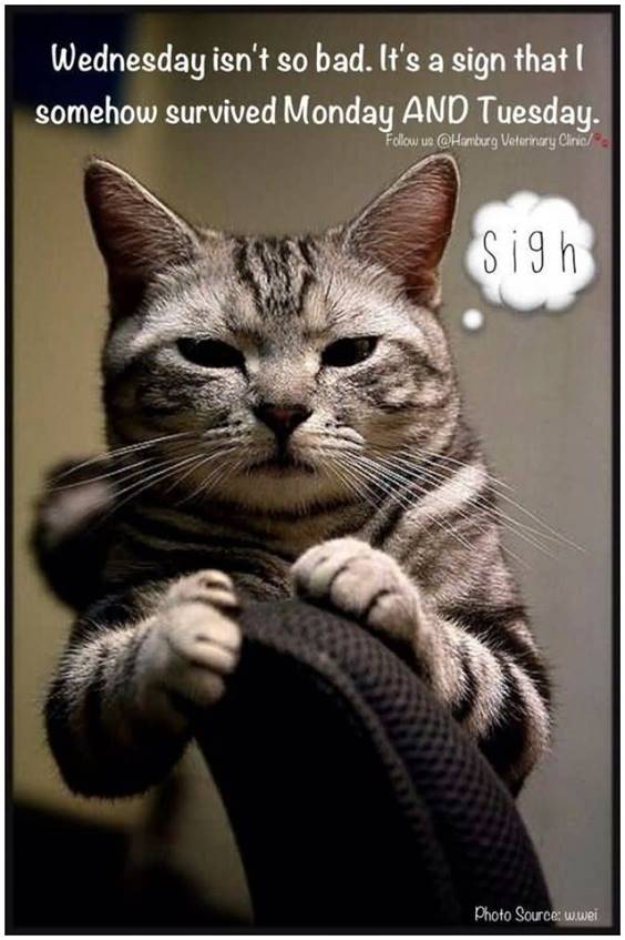 65 Craziest Funny Wednesday Memes to Make Brighten Your day ...
