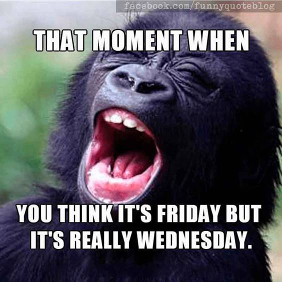 65 Craziest Funny Wednesday Memes to Make Brighten Your day ...
